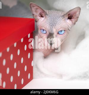 Shy Sphynx Cat carefully hides behind red polka dot gift boxes under Christmas tree Stock Photo ...