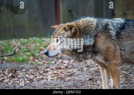 Vicious gray furry wolf in the zoo Stock Photo - Alamy