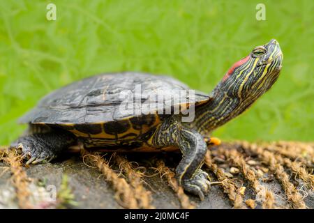 Freshwater turtles on the shore near the water Stock Photo - Alamy