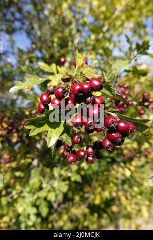 Crataegus sp. (Hawthorn, Quickthorn, Thornapple, May-tree, Whitethorn ...