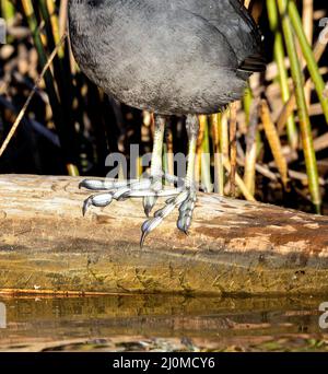 American Coot Feet Closeup Stock Photo - Alamy
