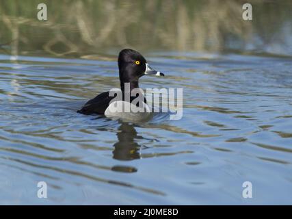 A Ring-necked Duck with beautiful head coloring showing his webbed foot ...