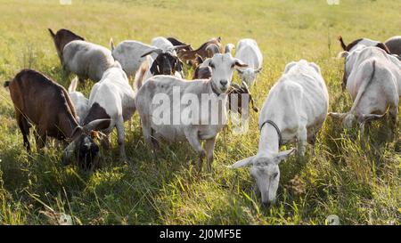 Goats grazing on fresh grass, low wide angle photo with strong sun ...
