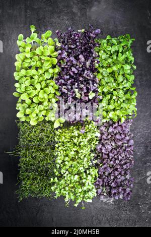 Fresh Japanese sakura garden cress germ bud mix as top view on a black ...