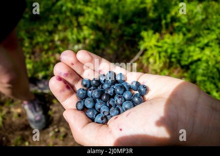 European Blueberry - bilberry - in a hand Stock Photo - Alamy