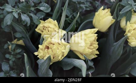 Spring blossoming yellow tulips, bokeh flower background, pastel and ...