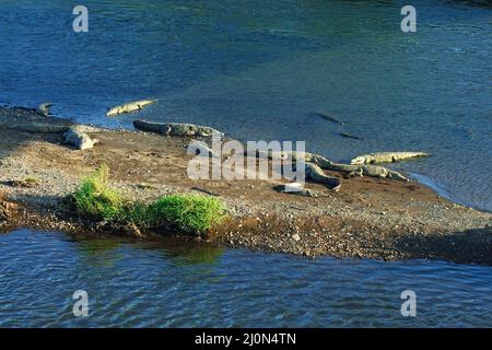 Saltwater Crocodile (Crocodylus porosus), Rio Terraba, Costa Rica Stock ...