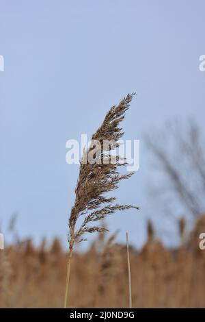 Wild wheat grasses and reeds growing in the fields Stock Photo - Alamy
