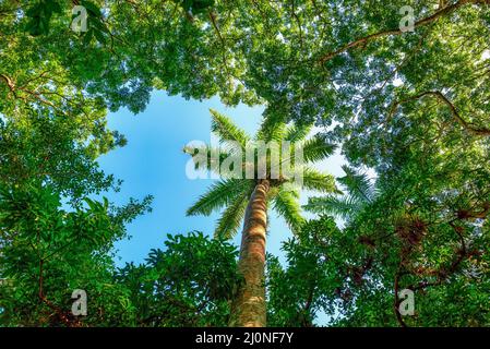 The Royal Palm Tree is the Cuban National Tree a symbol of the ...