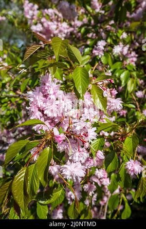 Kamianets-Podilskyi, Khmelnytsky region, Ukraine. Beautiful spring city ...