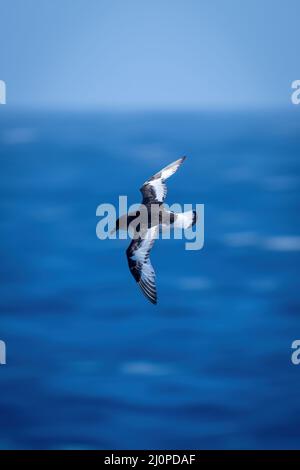 Antarctic petrel banking over ocean looking down Stock Photo - Alamy