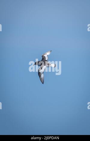 Antarctic petrel flies in clear bue sky Stock Photo - Alamy