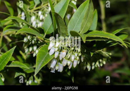 Drooping leucothoe, Fetter bush, Drooping Fetterbush (Leucothoe ...