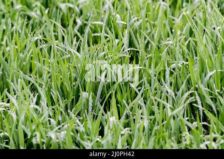 Emerging green grain. Saturated green grass leaves with drops of ...