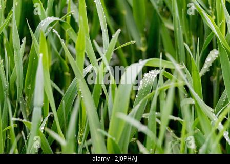 Emerging green grain. Saturated green grass leaves with drops of ...