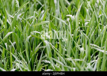 Emerging green grain. Saturated green grass leaves with drops of ...