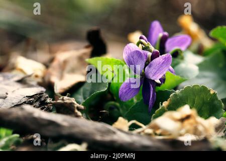 Violet Flower, A Symbol Of Modesty, Spiritual Wisdom, Faithfulness And ...