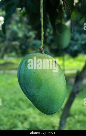 A group of hanging green raw mango on the tree close up Stock Photo - Alamy