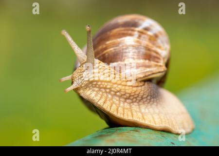 Snail crawling on the metal pole next to a green garden Stock Photo - Alamy