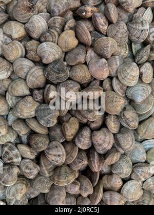 Background of various types of sea shells Stock Photo - Alamy
