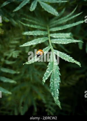 ladybug insect on green leaves of blooming marijuana, cannabis plant ...