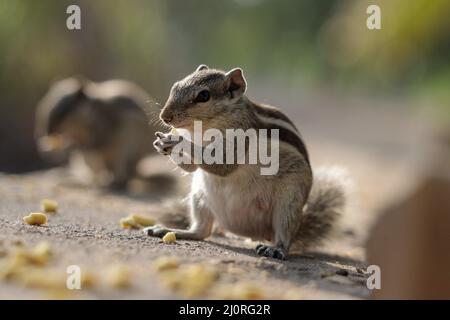 Closeup of a Siberian chipmunk eating nuts Stock Photo - Alamy