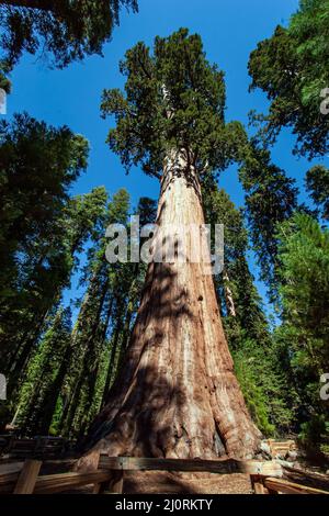 Foot of the trunk of a Sequoia redwood tree Stock Photo - Alamy