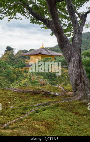 The old sakura tree in the moss park of Kinkaku-ji (Rokuon-ji) temple ...