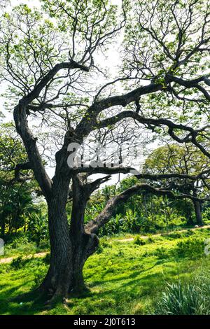 Big trees and branches extend to shade in Sri lanka Stock Photo - Alamy