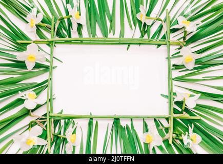 Frame with beautiful daffodils on color background Stock Photo - Alamy