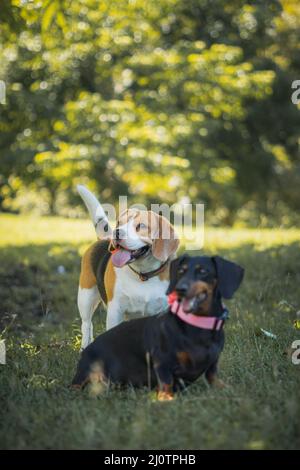 Vertical shot of two cute brown and white aspin dogs with a blurred ...