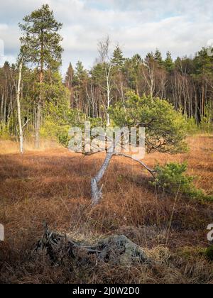Autumn hiking and discovering the marshland of Heidenreichsteiner Moor ...