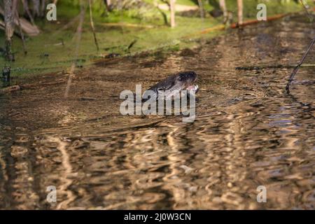 Spotted-necked Otter, South Africa Stock Photo - Alamy