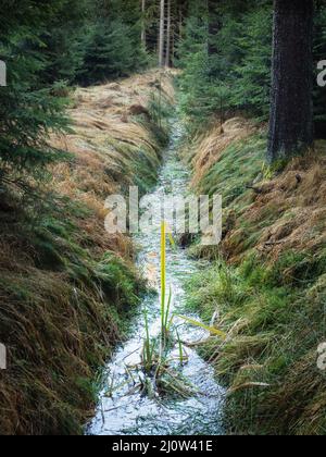 A drainage ditch forest swamp Stock Photo - Alamy