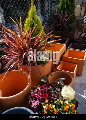 Flowers in flower pots confined between closed weathered shutters and ...