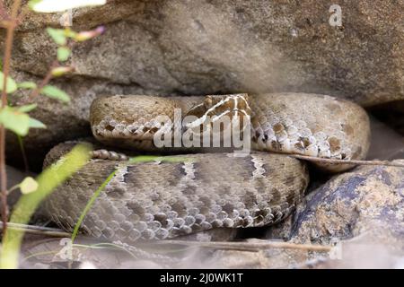 Arizona Ridge-nosed Rattlesnake, Huachuca Mountains, Arizona, USA Stock ...