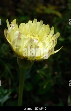Urospermum flower (Urospermum dalechampii Stock Photo - Alamy