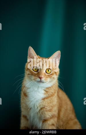 A vertical shot of a cute ginger cat lying on the ground Stock Photo ...