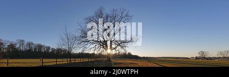 Panorama of an oak tree against the light Stock Photo - Alamy