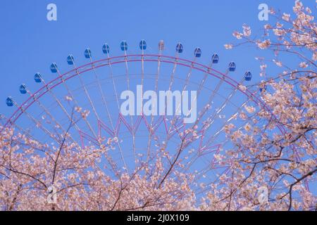 Sakura and Yokohama Minato Mirai rooftops of full bloom Stock Photo - Alamy