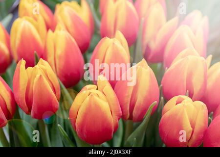 Beautiful, fresh buds of orange tulips Stock Photo - Alamy