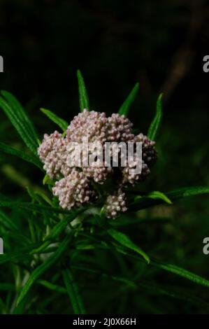 You can see why this common flowering shrub is called Caulflower Bush ...