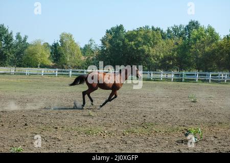 Amazing horse running in a corral Stock Photo - Alamy