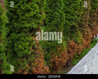 American arborvitae tree, thuja problems and disease Stock Photo - Alamy