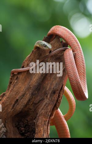 Black snake coiled around a tree, Indonesia Stock Photo - Alamy