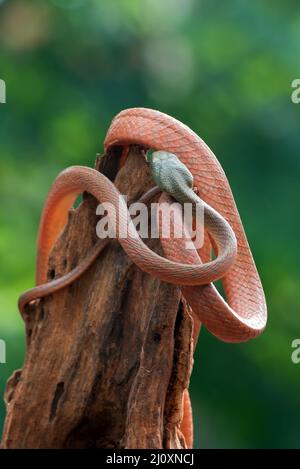Black snake coiled around a tree, Indonesia Stock Photo - Alamy