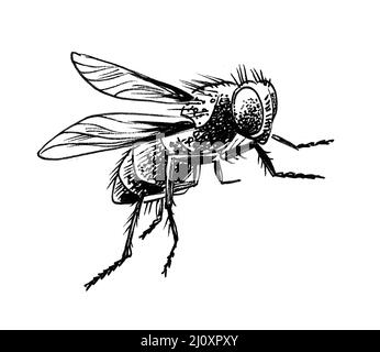 Fly insect. Ink black and white drawing Stock Photo - Alamy
