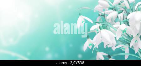 Lots of snowdrops in the first days of spring with butterfly Stock ...