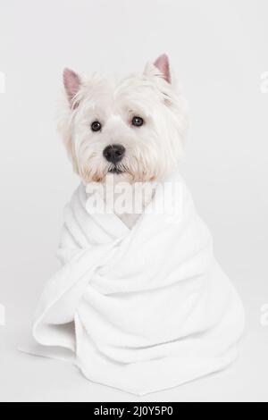 a small dog hairstyle for animals isolated background Stock Photo - Alamy