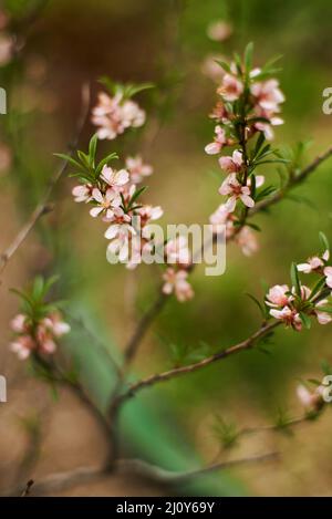 Selective closeup of a pink bud of a fruit tree Stock Photo - Alamy